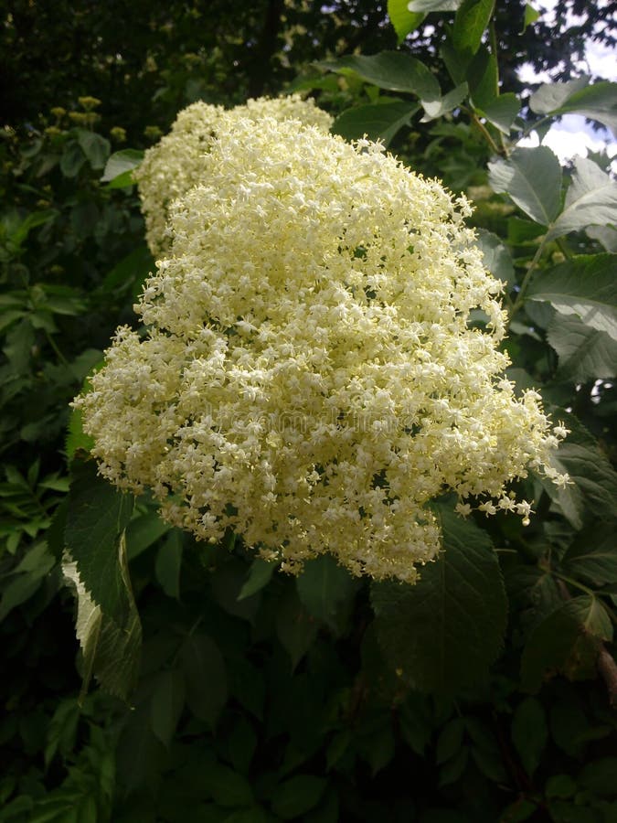 Sambucus Nigra Black Elder European Elder European Elderberry European ...