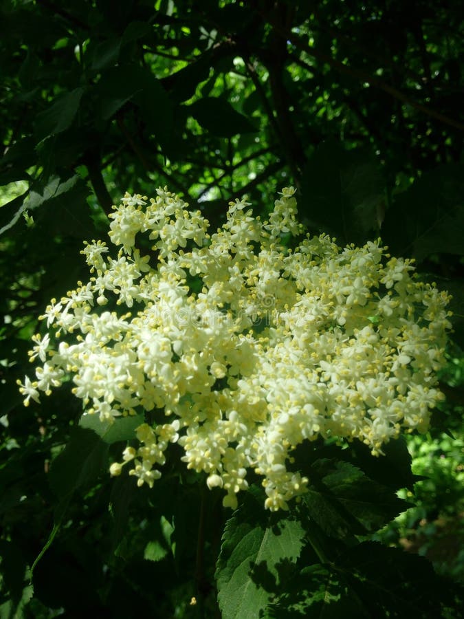 Sambucus Nigra Black Elder European Elder European Elderberry European ...