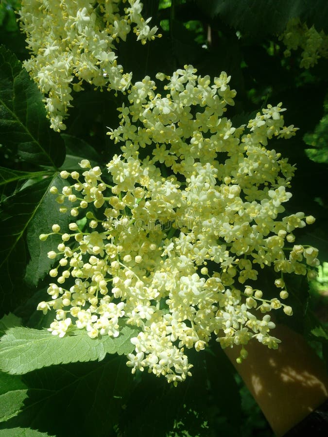 Sambucus Nigra Black Elder European Elder European Elderberry European ...