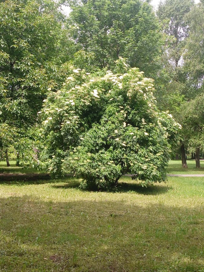 Sambucus Nigra Black Elder European Elder European Elderberry European ...