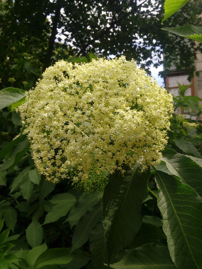 Sambucus Nigra Black Elder European Elder European Elderberry European ...