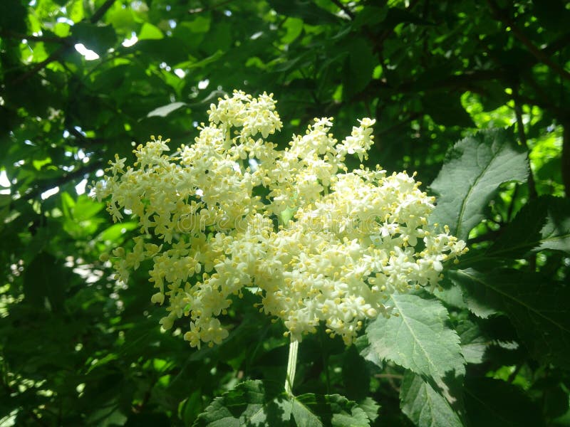 Sambucus Nigra Black Elder European Elder European Elderberry European ...