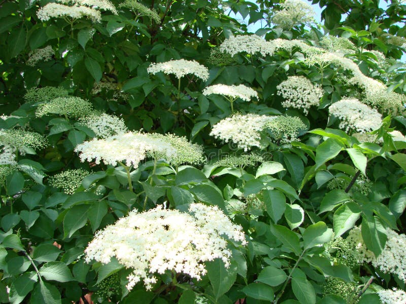 Sambucus Nigra Black Elder European Elder European Elderberry European ...