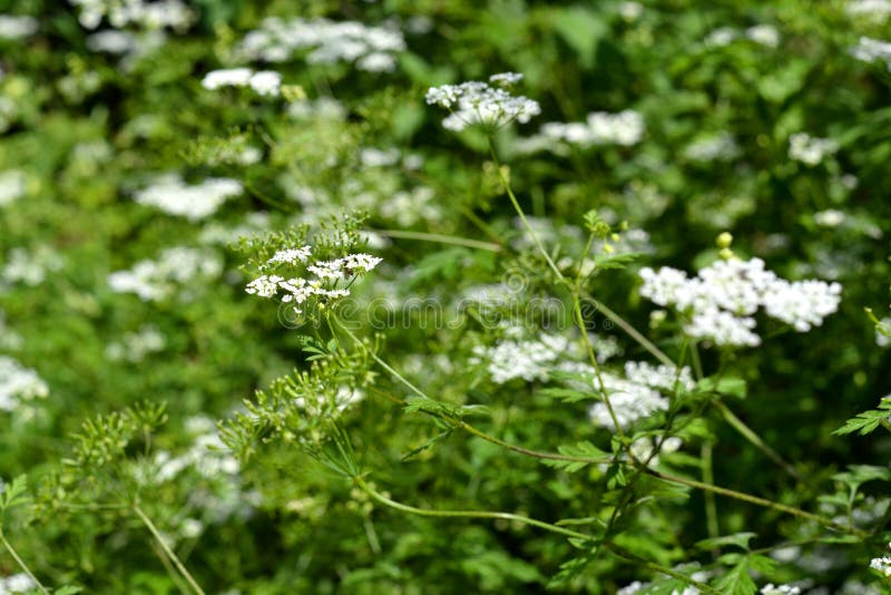 Nigra Bourtree Stock Photos - Free & Royalty-Free Stock Photos from ...