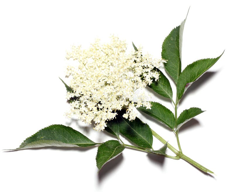 Sambucus nigra - Elder stock image. Image of medicine - 9727645