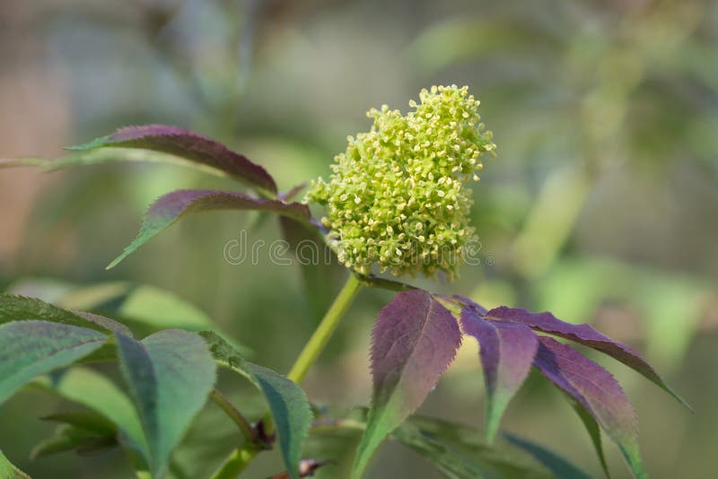 Sambucus Nigra, Elderberry, Young Flowers on Twig Closeup Selective ...