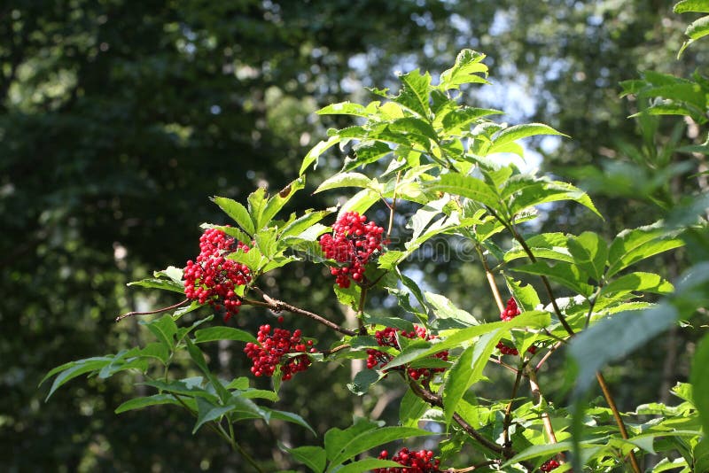 Sambucus stock image. Image of medicine, sambucus, summer - 64435421