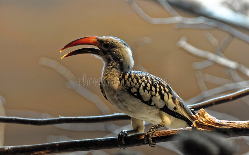 Same bird opened its peak stock image. Image of historical - 91988981