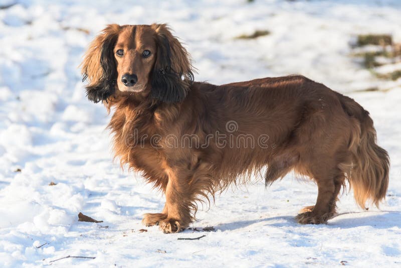 Same Dog in Snow of Different Shot Stock Image - Image of building ...
