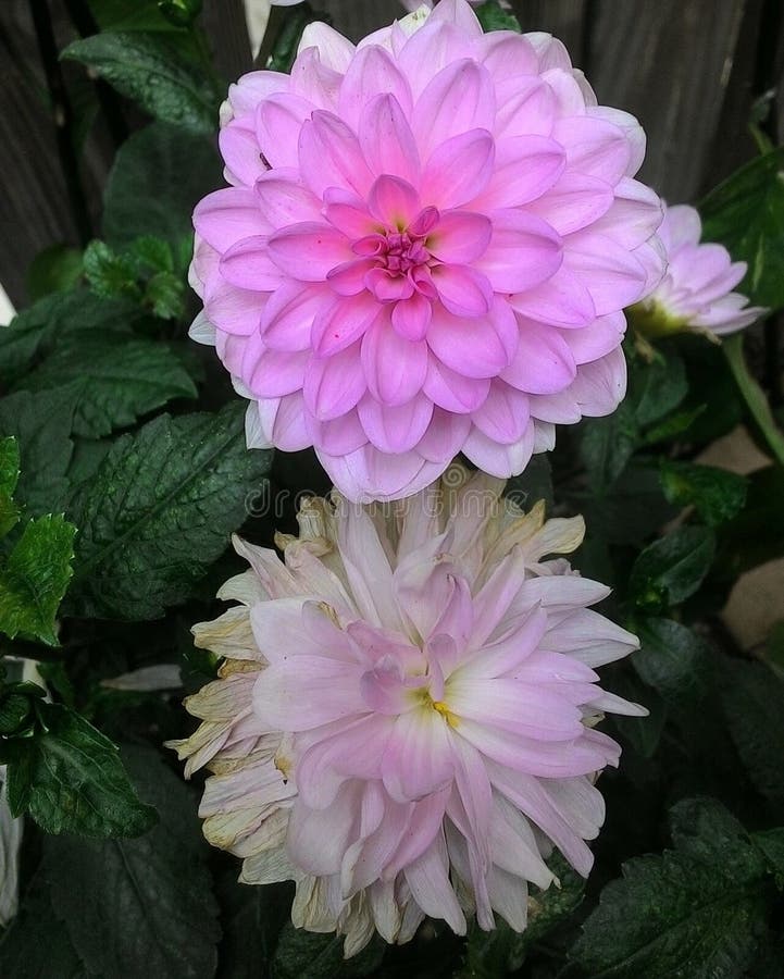 Flower Bed of Different Kinds of Color Tulips. Spring Flowers Stock ...