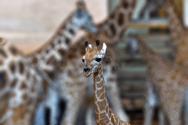 Same Giraffe Calf and Blurred Giraffes in Backdrop Stock Image - Image ...