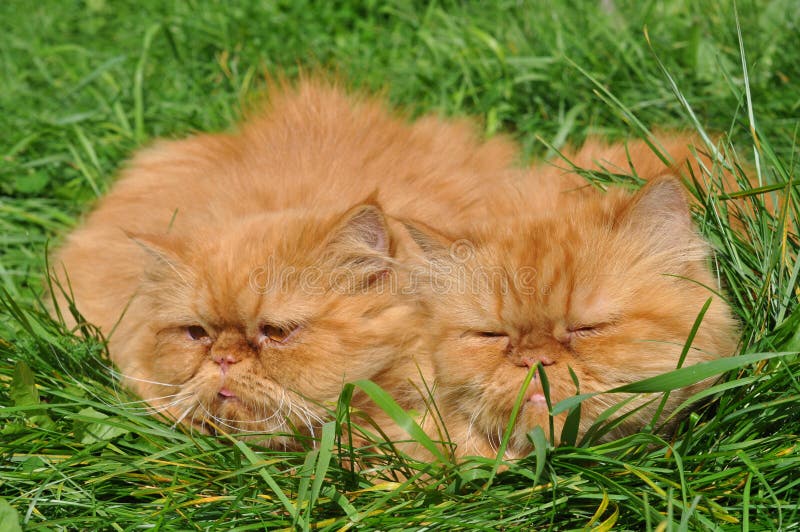 The same red cat stock photo. Image of twins, pedigreed - 26234892