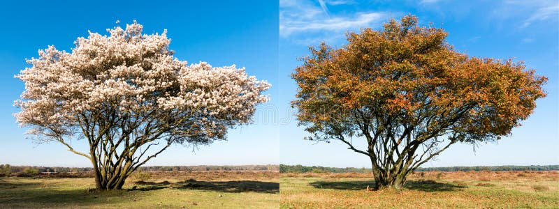 Same Tree in Summer and Winter Stock Image - Image of montage ...