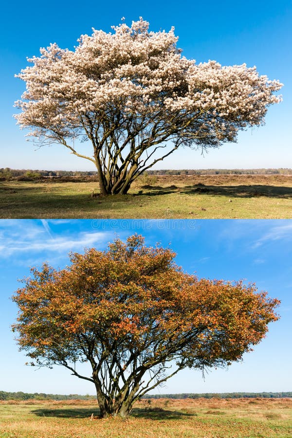 Same Tree Different Seasons Stock Photos - Free & Royalty-Free Stock ...