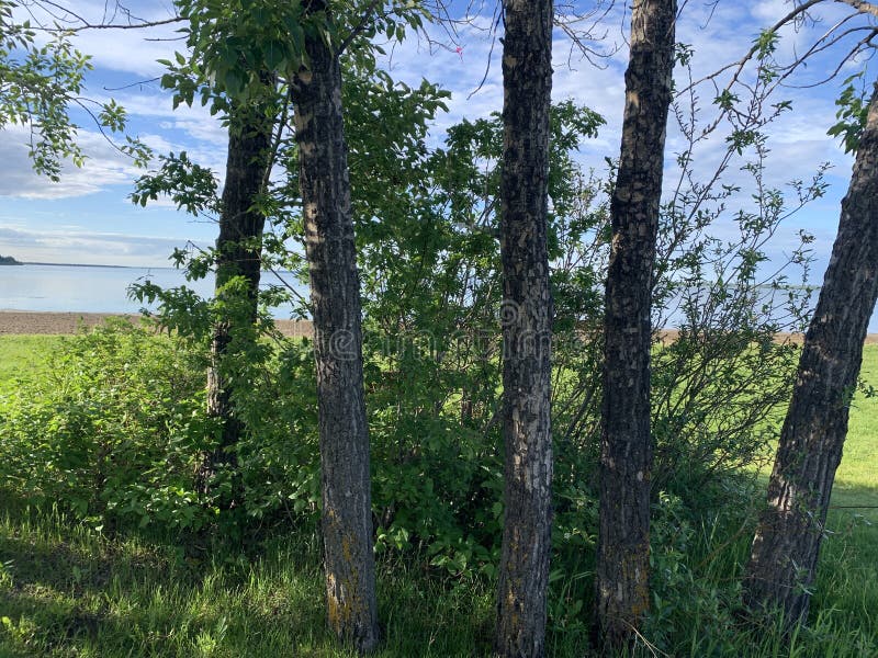 Same size trees stock image. Image of grove, green, spruce - 188786653