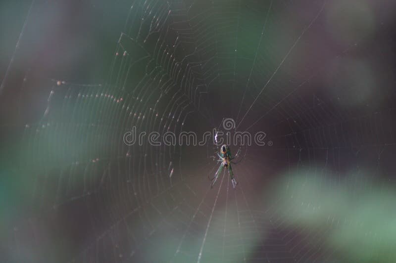 The Same Spider Resting in Its Web Stock Photo - Image of mexico, water ...