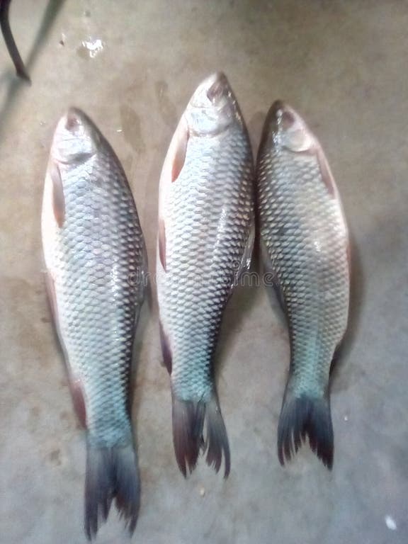 At the Same Time , Three Rui Fish Stock Photo - Image of time, fish ...