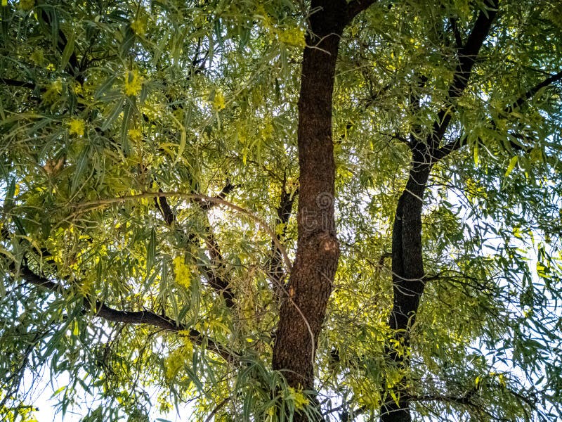 Same tree in my yard stock image. Image of deciduous - 237604635