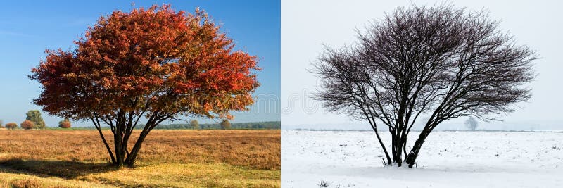 Same Tree in Summer and Winter Stock Image - Image of montage ...