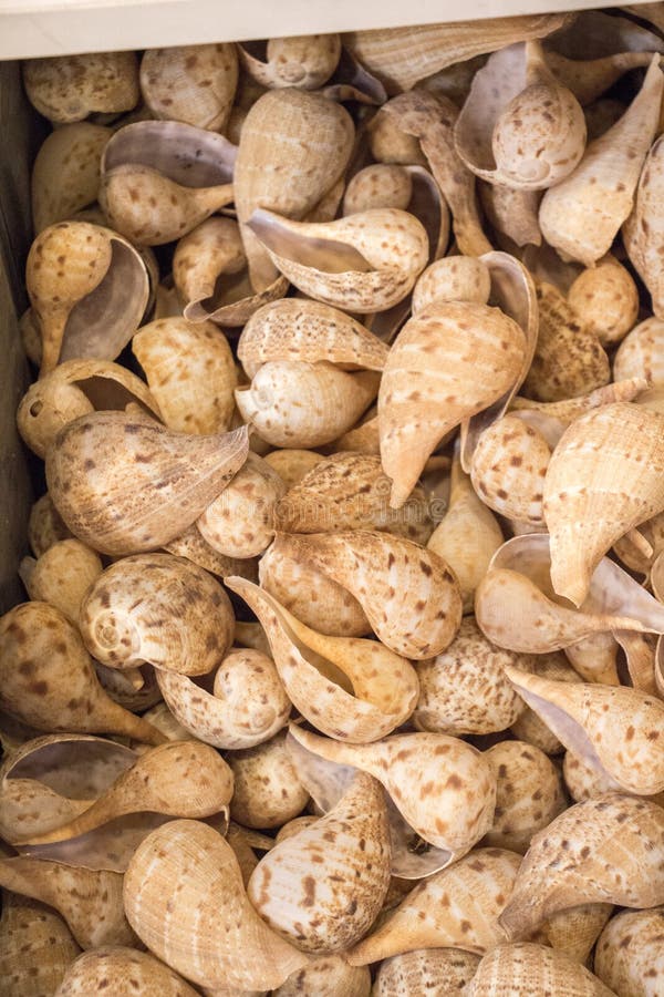 Same Type of Sea Shells Collected Stock Photo - Image of seashell ...