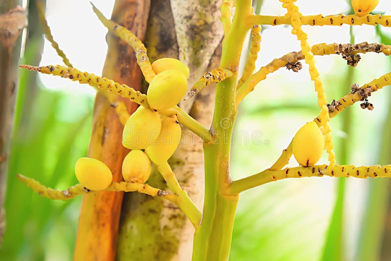 425 Baum Samen H Lsen Fotos - Kostenlose und Royalty-Free Stock-Fotos ...