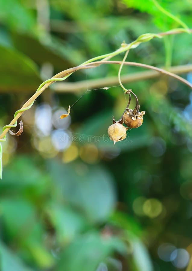 425 Baum Samen H Lsen Fotos - Kostenlose und Royalty-Free Stock-Fotos ...