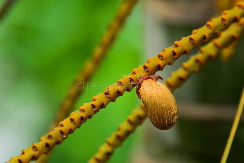 517 Baum Samen H Lsen Fotos - Kostenlose und Royalty-Free Stock-Fotos ...