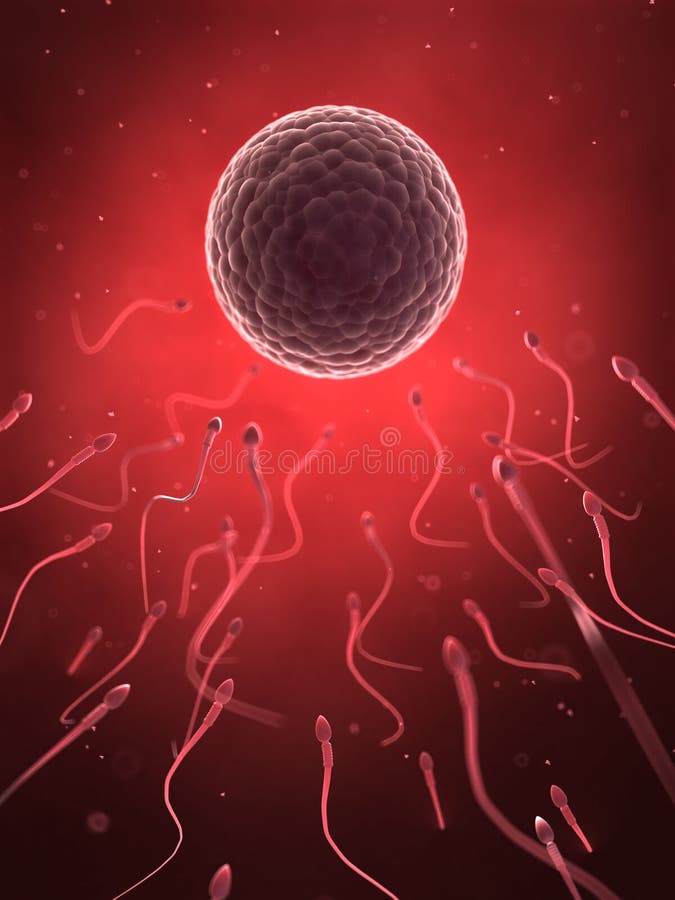 Samenzellen Und Eine Eizelle Stock Abbildung - Illustration von ...