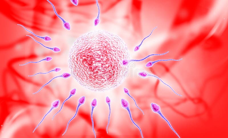 Spermien und Eizelle stock abbildung. Illustration von anatomie - 32969109