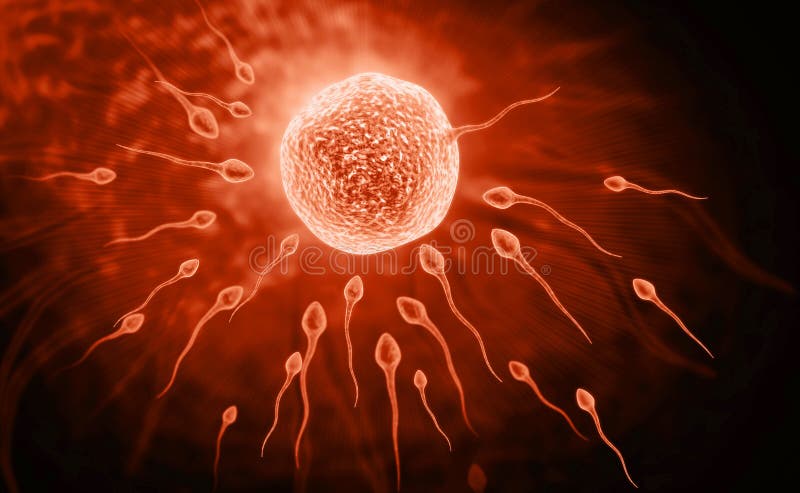 Spermien und Eizelle stock abbildung. Illustration von anatomie - 32969109