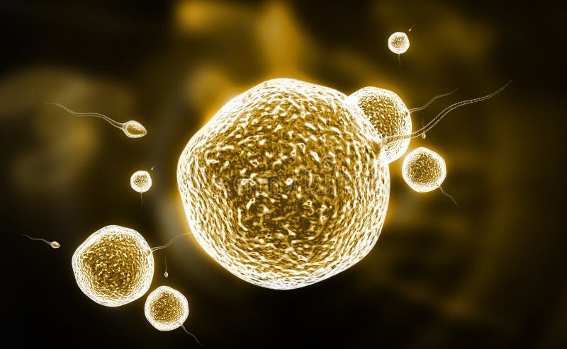 Spermien und Eizelle stock abbildung. Illustration von anatomie - 32969109