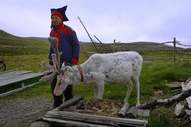 Sami farmer and a Reindeer editorial image. Image of poles - 75212850