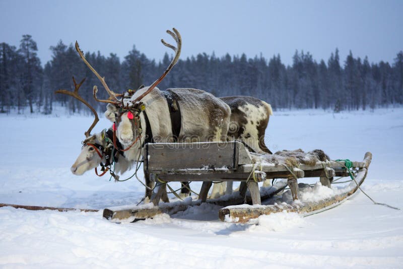 Sami Reindeer Sled on a Snow-covered Field Stock Image - Image of ...