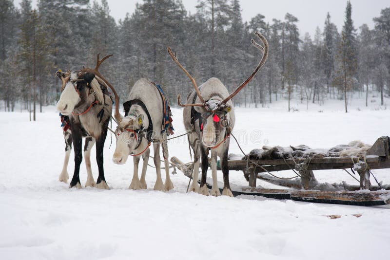 Reindeer Team of Nenets Reindeer Herders on Vacation in the Tundra of ...
