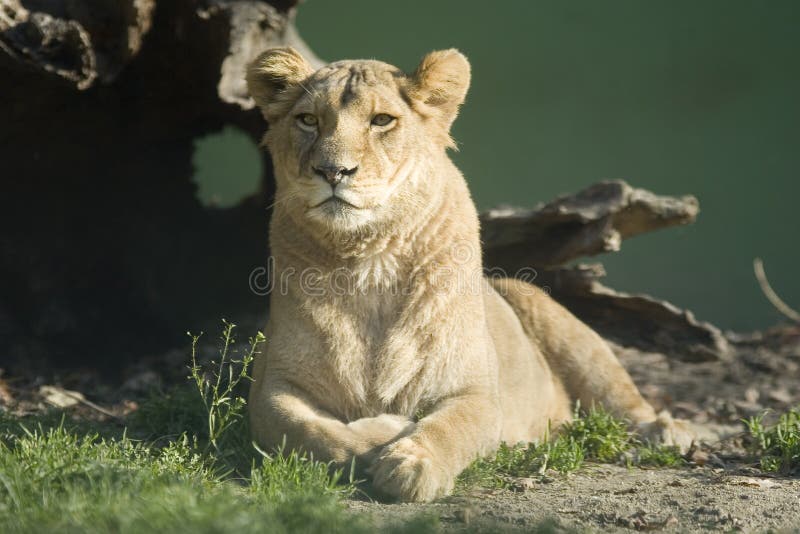 Samica lwa zdjęcie stock. Obraz złożonej z układanie, czerwień - 1571548