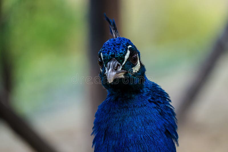 Samiec paw zdjęcie stock. Obraz złożonej z elegancki - 131930194