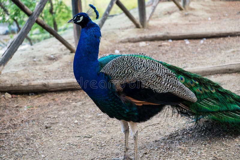 Samiec paw zdjęcie stock. Obraz złożonej z elegancki - 131930194