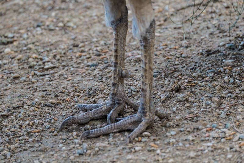 Samiec paw zdjęcie stock. Obraz złożonej z elegancki - 131930194