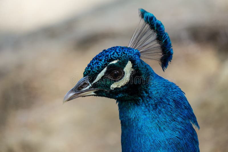 Samiec paw zdjęcie stock. Obraz złożonej z elegancki - 131930194