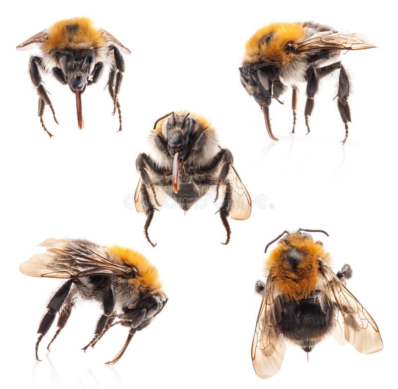 Samlingar av humlan arkivfoto. Bild av tugga, isolera - 43801766