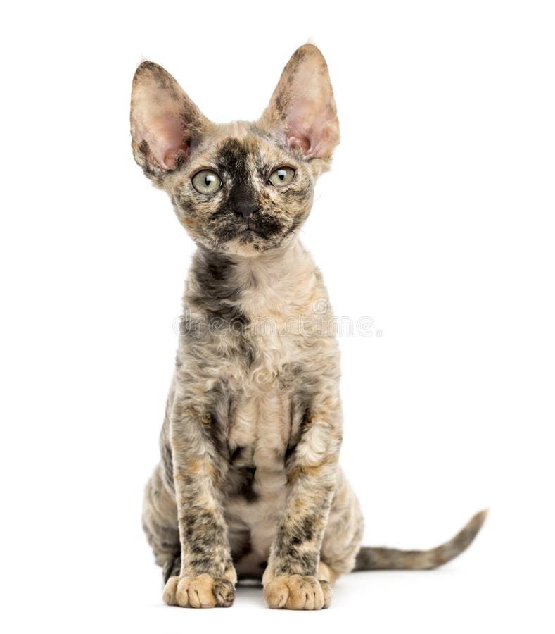 Sittande Devon Rex katt fotografering för bildbyråer. Bild av intrig ...