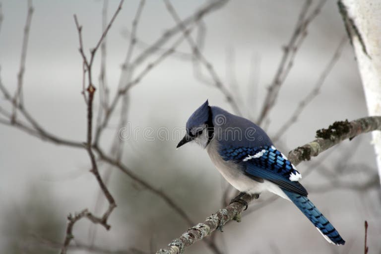 Sammy Bird Video Stock Photos - Free & Royalty-Free Stock Photos from ...
