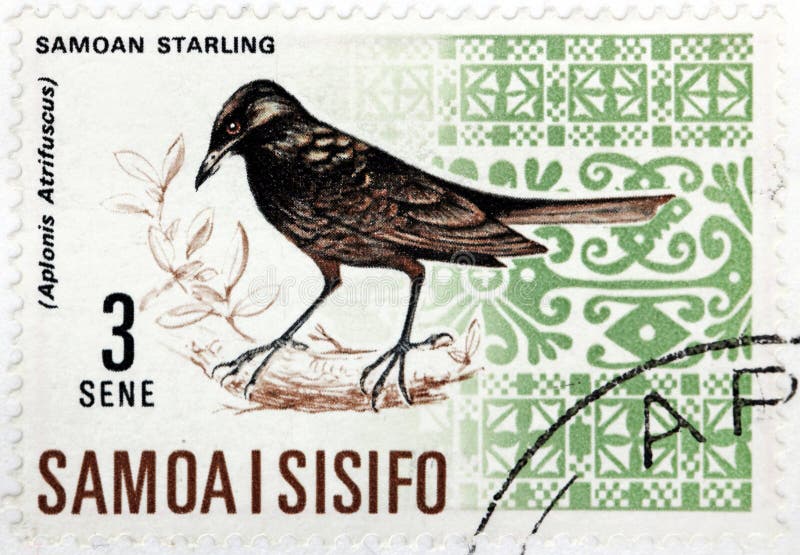 Samoan Starling Stock Photos - Free & Royalty-Free Stock Photos from ...