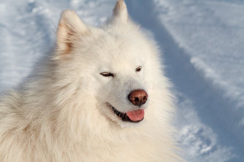 Samoed's Dog Picture. Image: 1909429