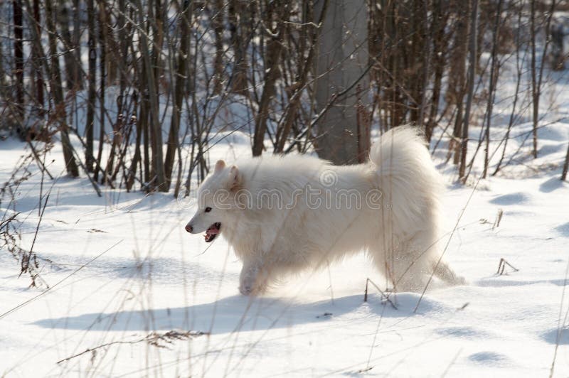 Samoed's Dog Picture. Image: 1909429