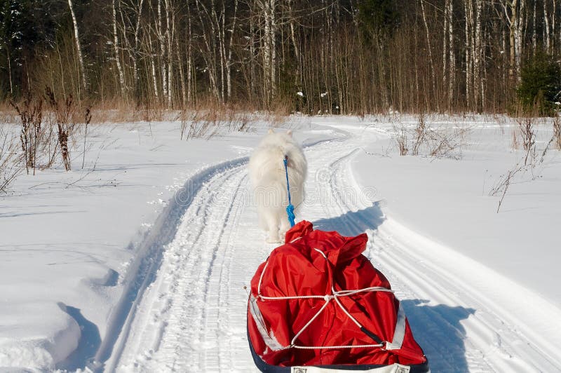 Samoed's Dog Picture. Image: 1909429