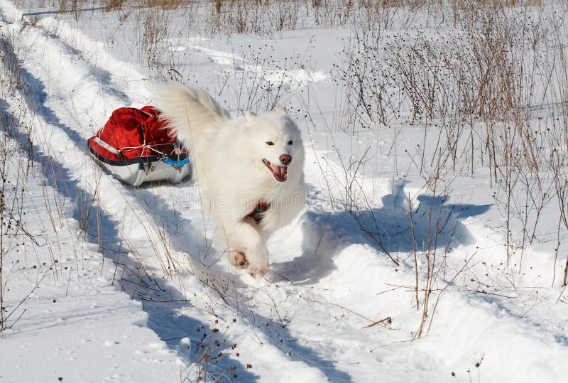 Samoed S Dog Transport Pulk Stock Image - Image of animal, jumping: 2030173