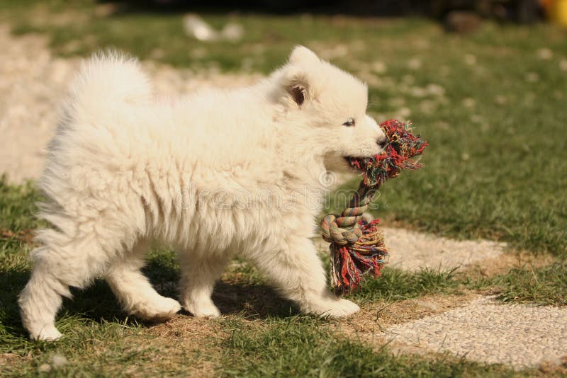 Samojed Puppy playing stock photo. Image of face, activity - 13558050