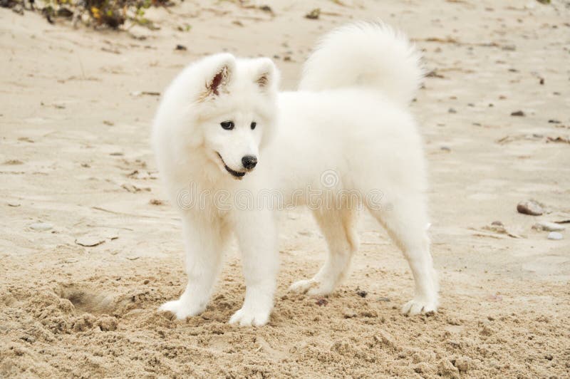 Samojed Pies Z Jeden Okiem Tylko Zdjęcie Stock - Obraz złożonej z ...