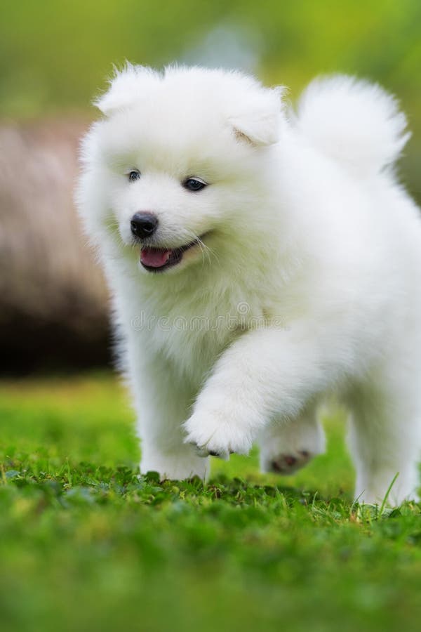 Samoyed Puppy Running in a Meadow Stock Image - Image of action, jump ...